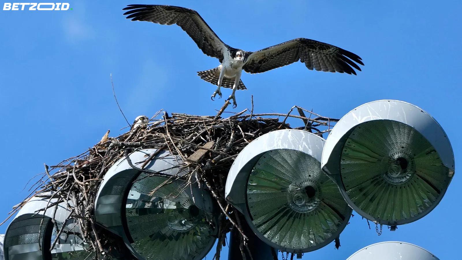 Protected Ospreys Force Minnesota School to Cancel Night Football Games